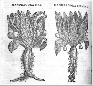 The Mandrake: Between Myth and Truth - Carl Kruse