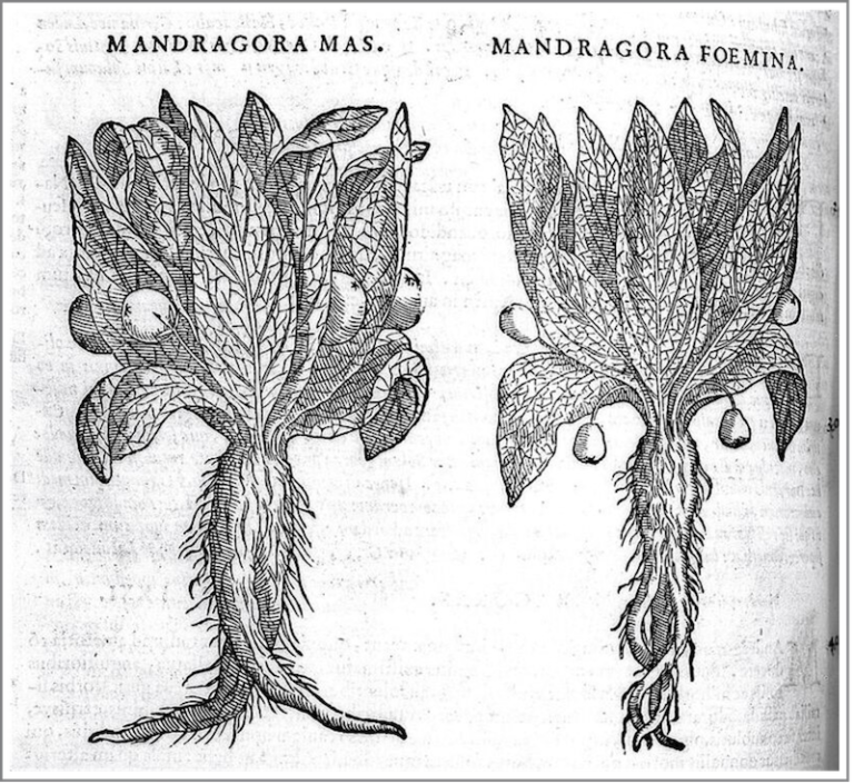 The Mandrake: Between Myth and Truth - Carl Kruse